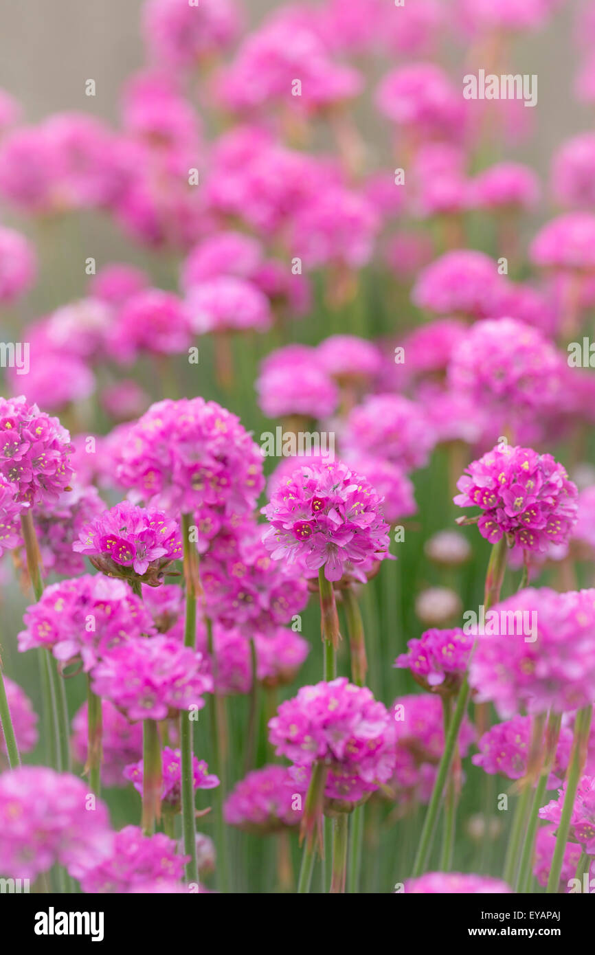 Sea Pinks Perennial