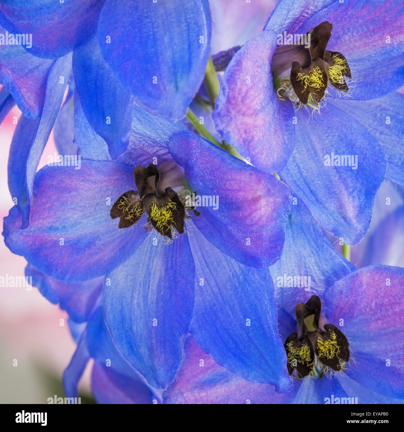 Delphinium close up hi-res stock photography and images - Alamy