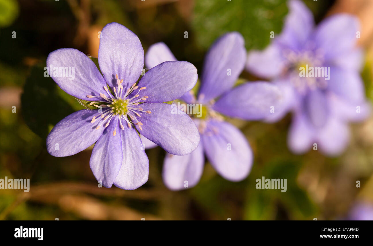 Flower glades hi-res stock photography and images - Alamy