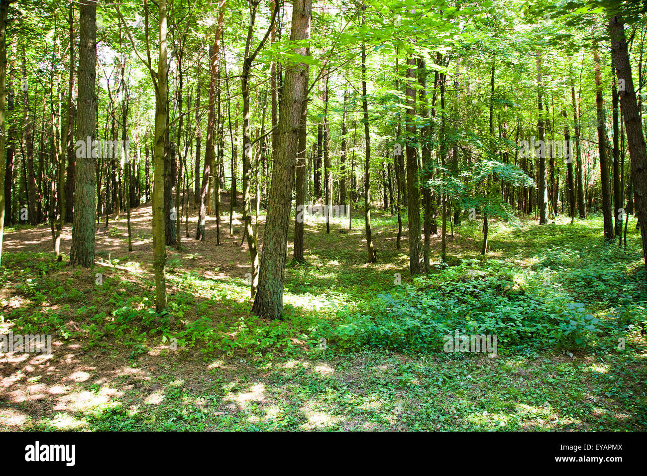 trees in summer Stock Photo - Alamy