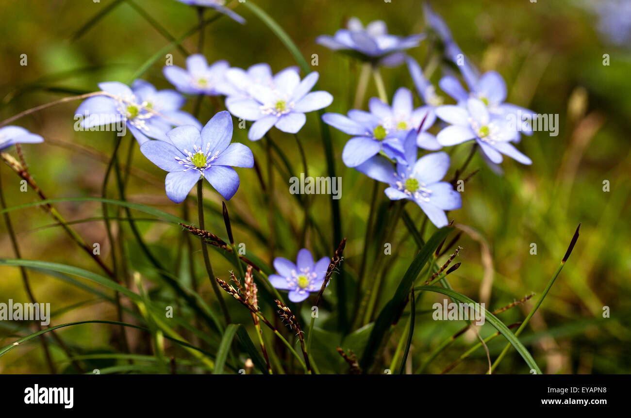 Flower glades hi-res stock photography and images - Alamy