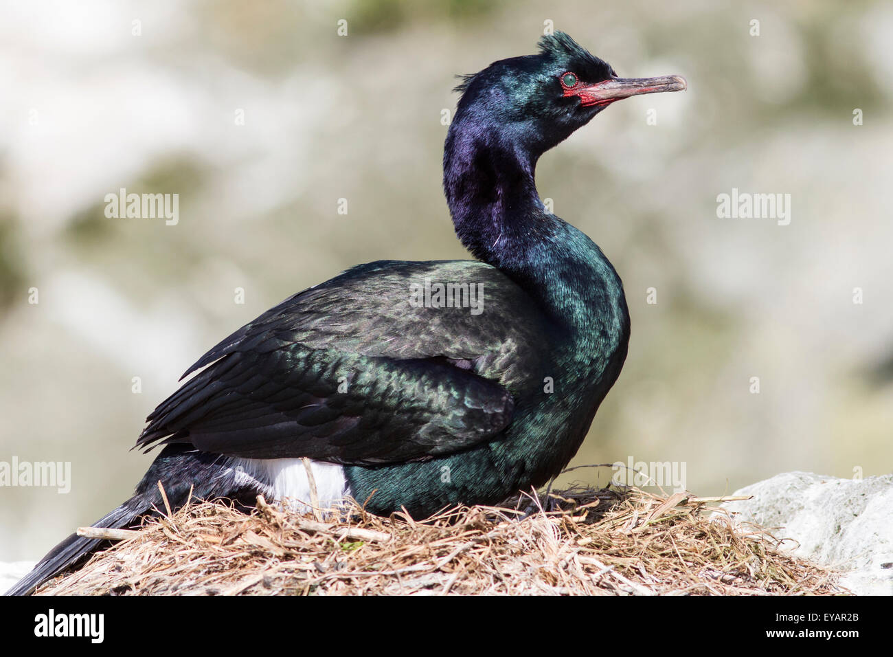Pelagic cormorant hi-res stock photography and images - Alamy