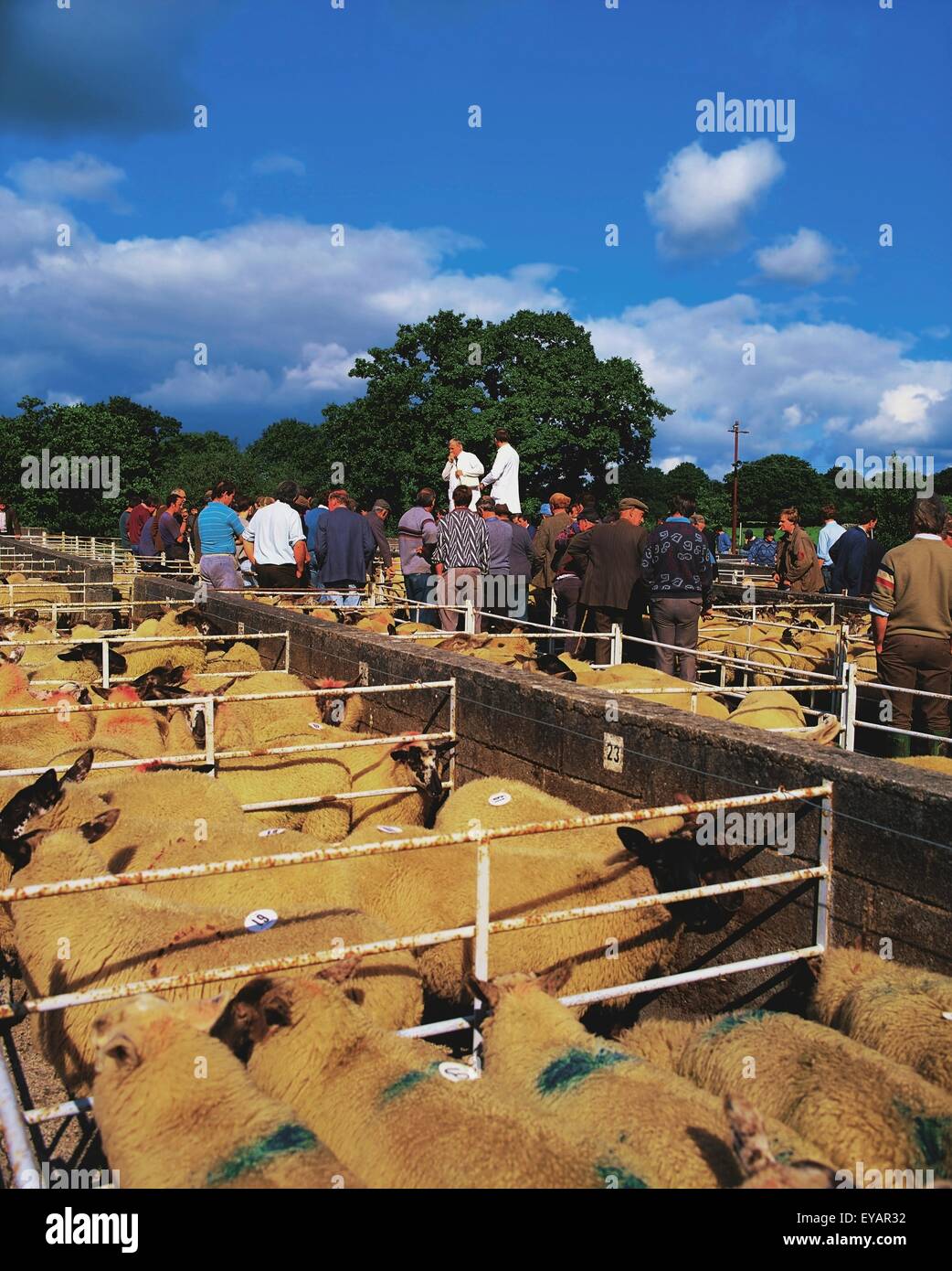 Borris, Co Carlow, Ireland; Sheep Mart Stock Photo - Alamy