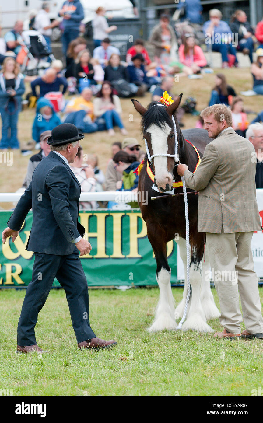 Welsh shire horse hi-res stock photography and images - Alamy