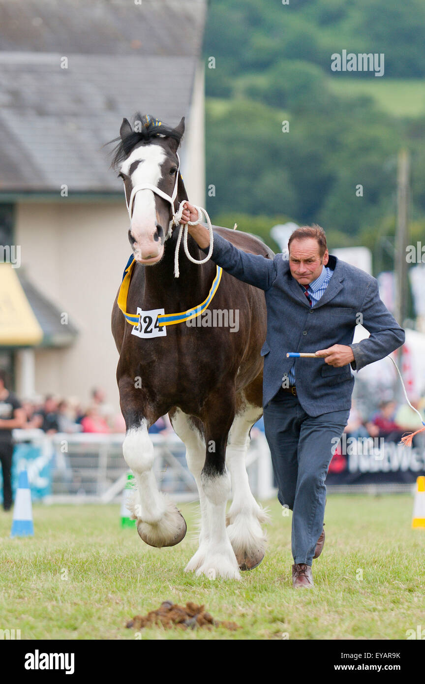 Welsh shire horse hi-res stock photography and images - Alamy