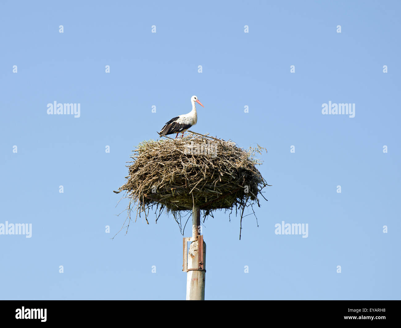 The European white stork in its nest Stock Photo - Alamy