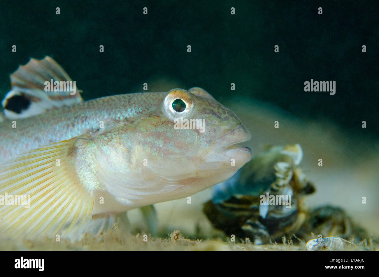 Round Gobi fish profile underwater Stock Photo - Alamy