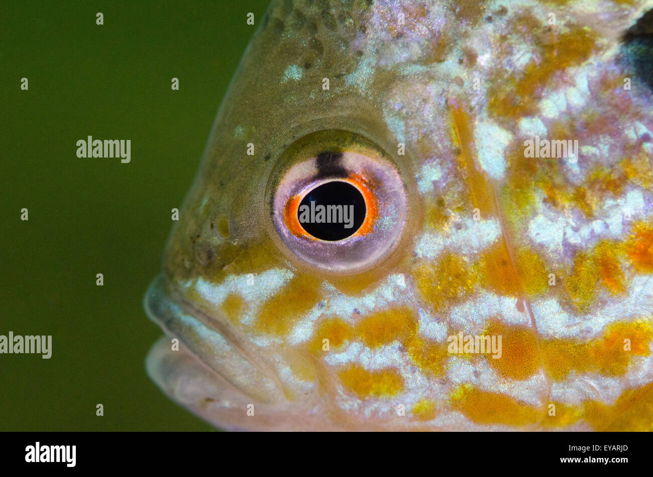 Close up of a freshwater Pumpkinseed Sunfish underwater Stock Photo - Alamy