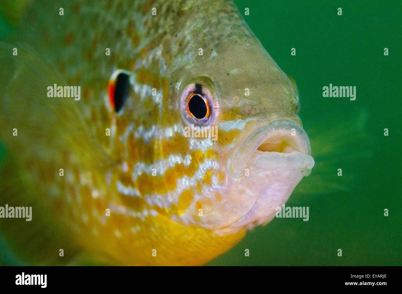 Close up of a freshwater Pumpkinseed Sunfish underwater Stock Photo - Alamy