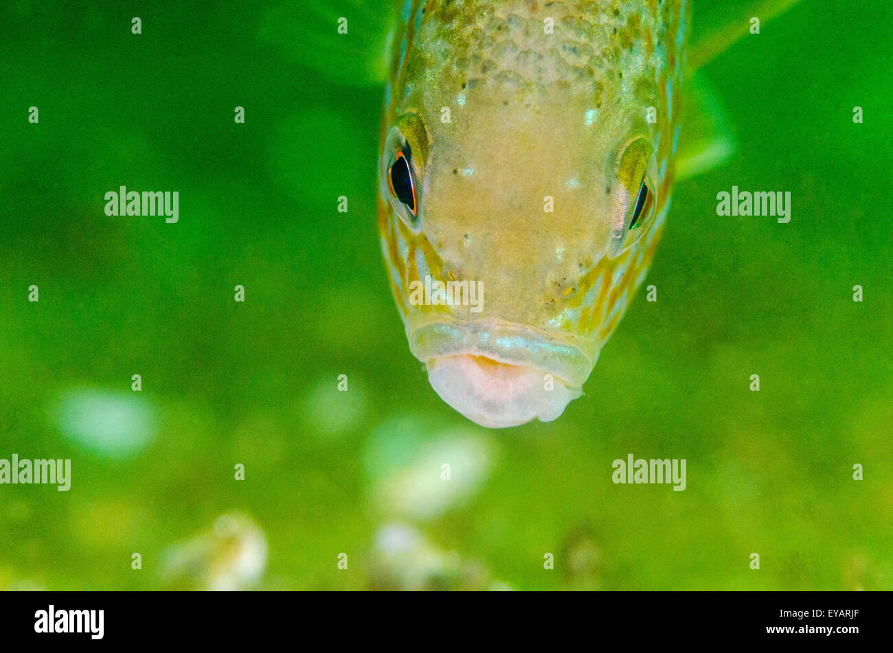 Close up of a freshwater Pumpkinseed Sunfish underwater Stock Photo - Alamy