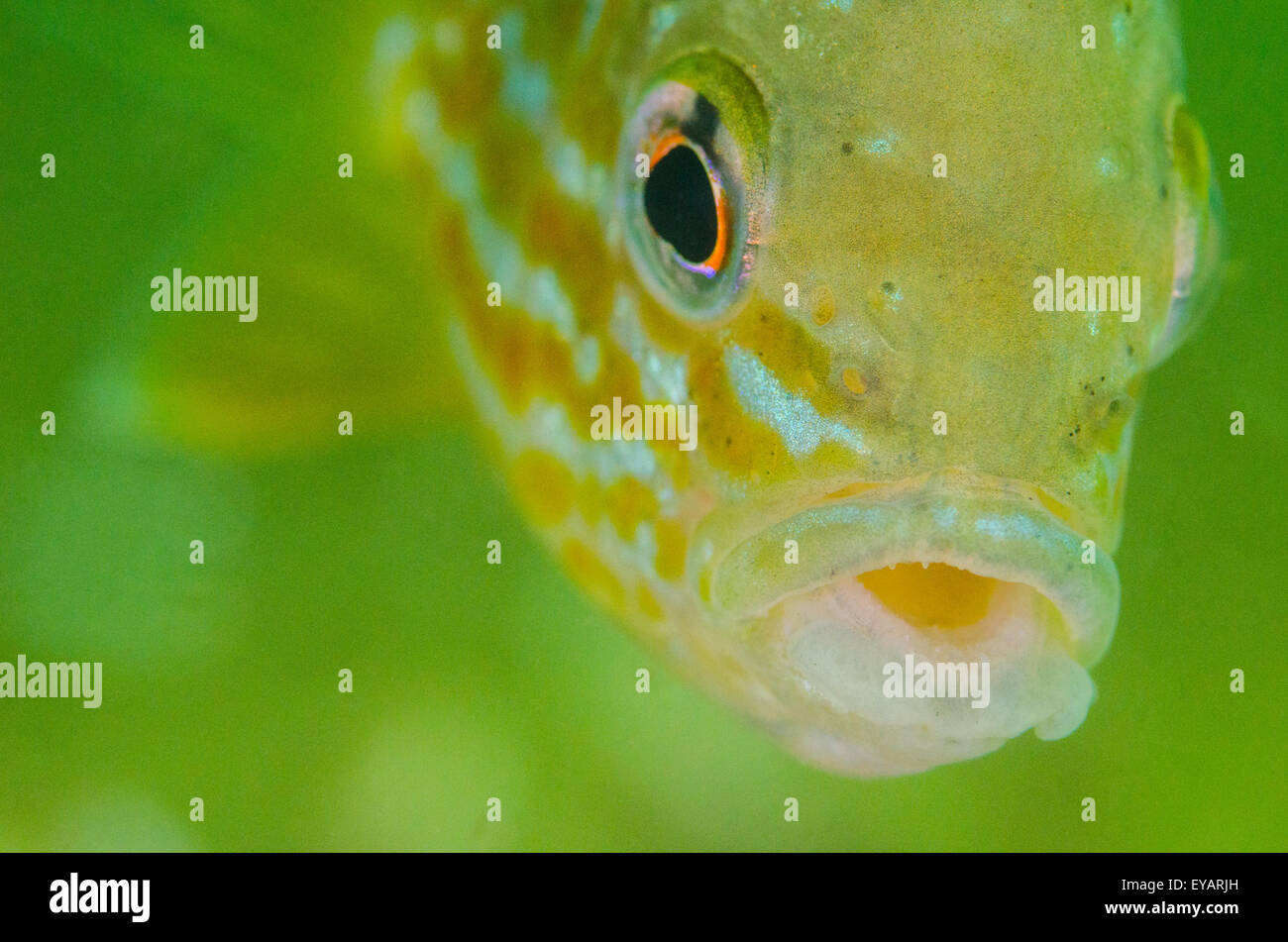 Close up freshwater pumpkinseed sunfish hi-res stock photography and ...