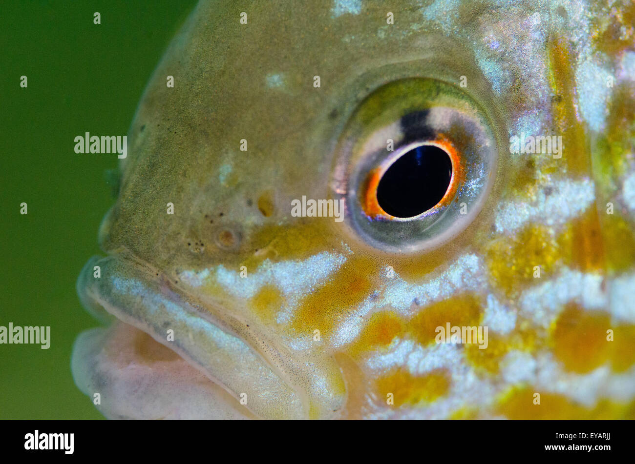 Close up freshwater pumpkinseed sunfish hi-res stock photography and ...