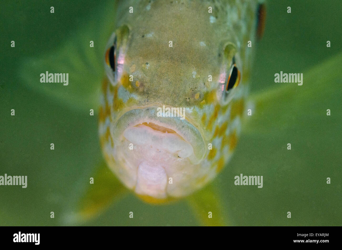 Close up of a freshwater Pumpkinseed Sunfish underwater Stock Photo - Alamy
