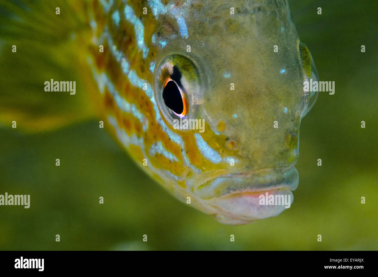 Close up freshwater pumpkinseed sunfish hi-res stock photography and ...