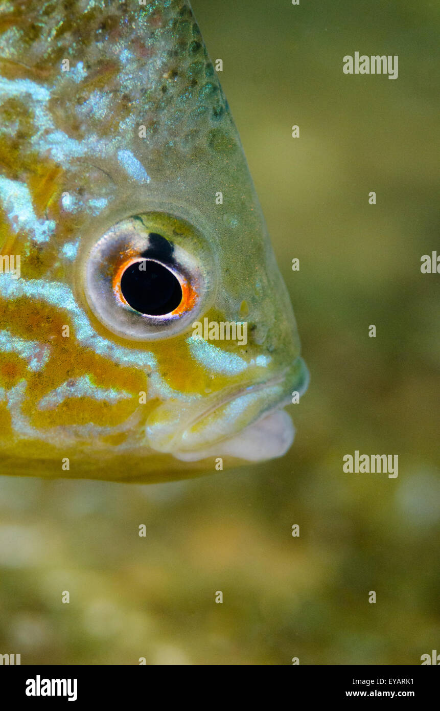 Close up of a freshwater Pumpkinseed Sunfish underwater Stock Photo - Alamy