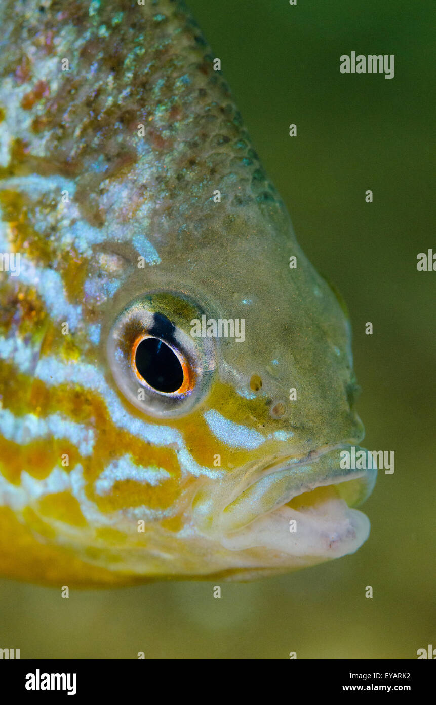 Close up of a freshwater Pumpkinseed Sunfish underwater Stock Photo - Alamy