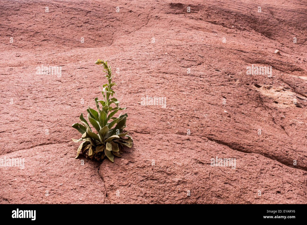 Desert Plant Growing from Solid Red Rock Stock Photo - Alamy