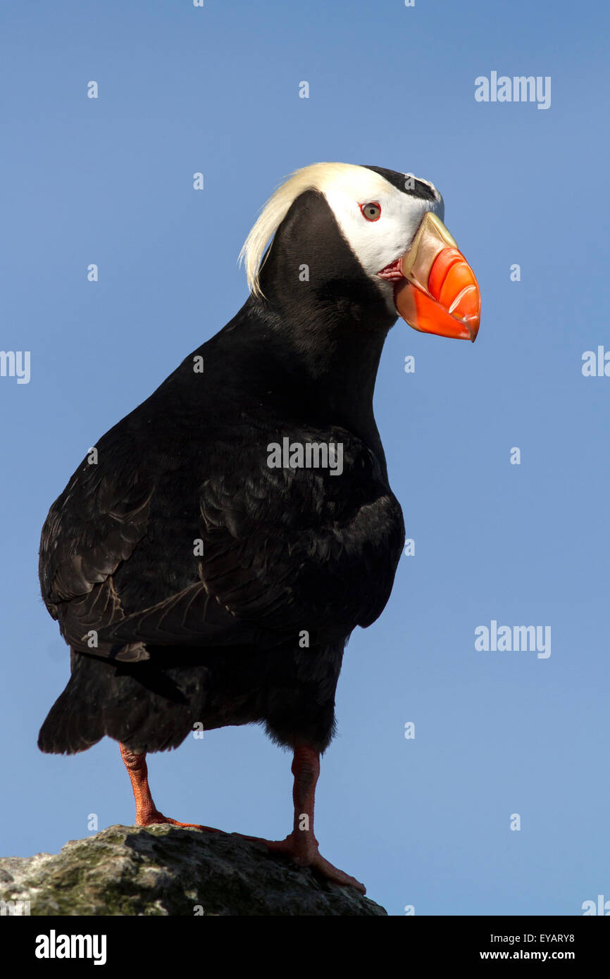 tufted puffin sitting on a rock turned rehouse Stock Photo - Alamy