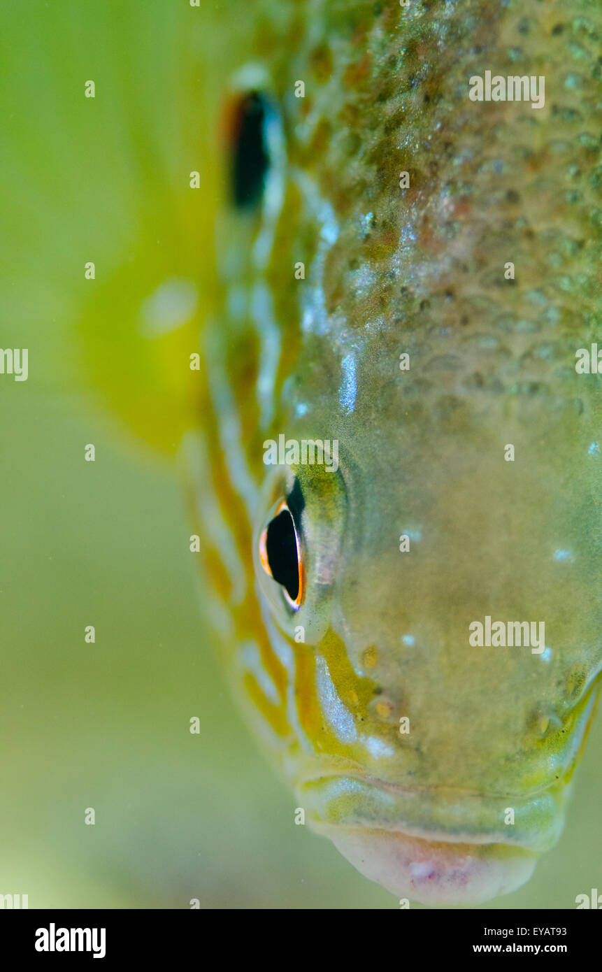 Close up of a freshwater Pumpkinseed Sunfish underwater Stock Photo - Alamy
