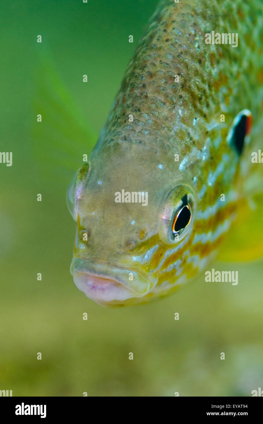 Close up freshwater pumpkinseed sunfish hi-res stock photography and ...