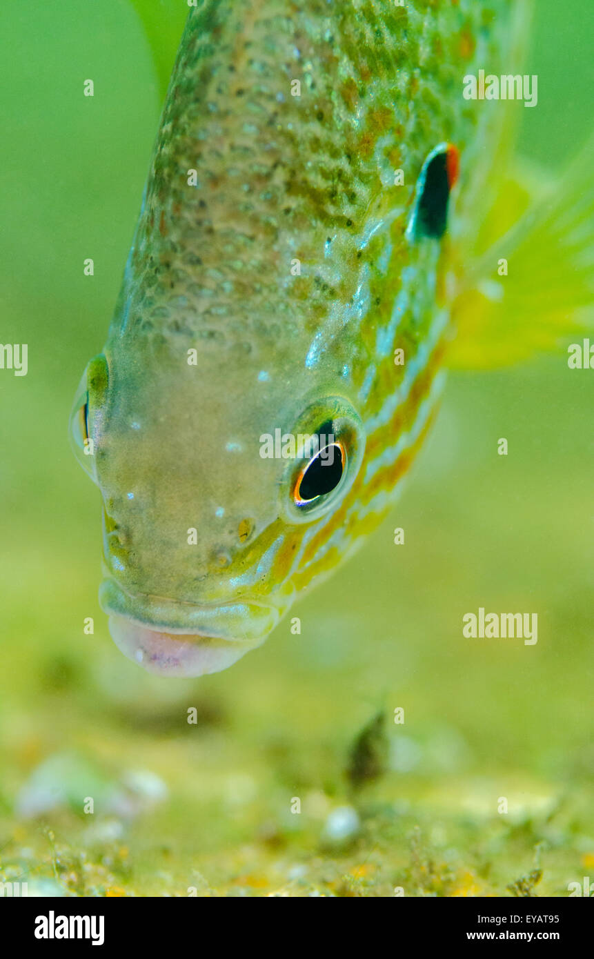 Close up freshwater pumpkinseed sunfish hi-res stock photography and ...