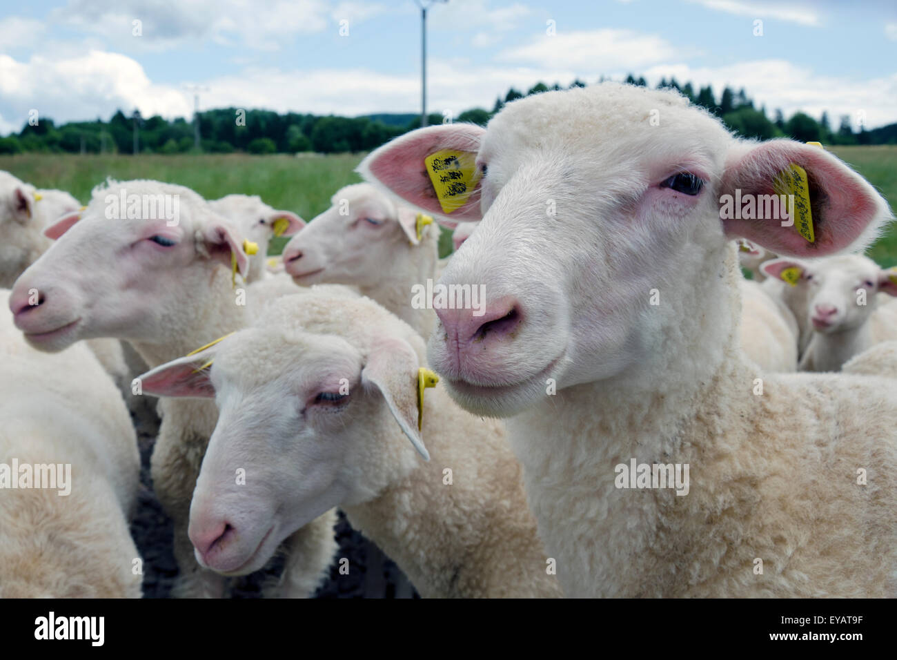 One year old lamb hi-res stock photography and images - Alamy