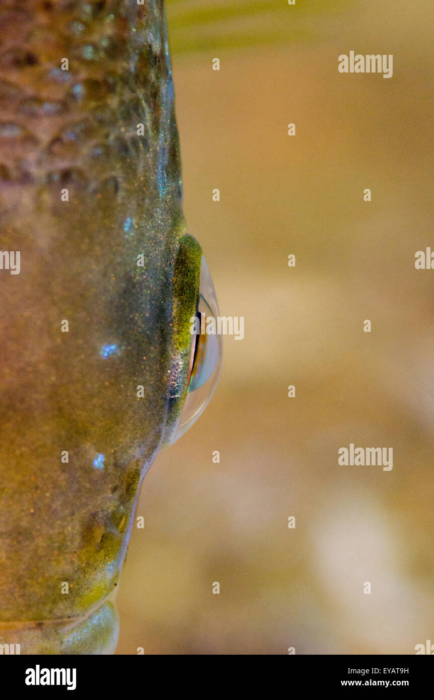 Close up freshwater pumpkinseed sunfish hi-res stock photography and ...