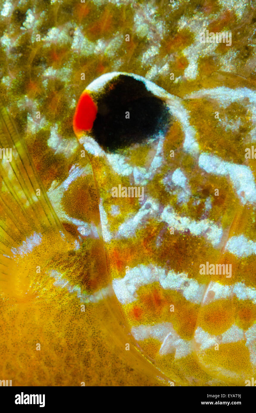 Close up freshwater pumpkinseed sunfish hi-res stock photography and ...