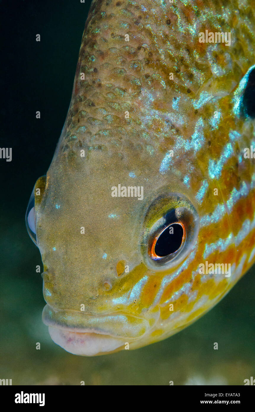 Close up freshwater pumpkinseed sunfish hi-res stock photography and ...