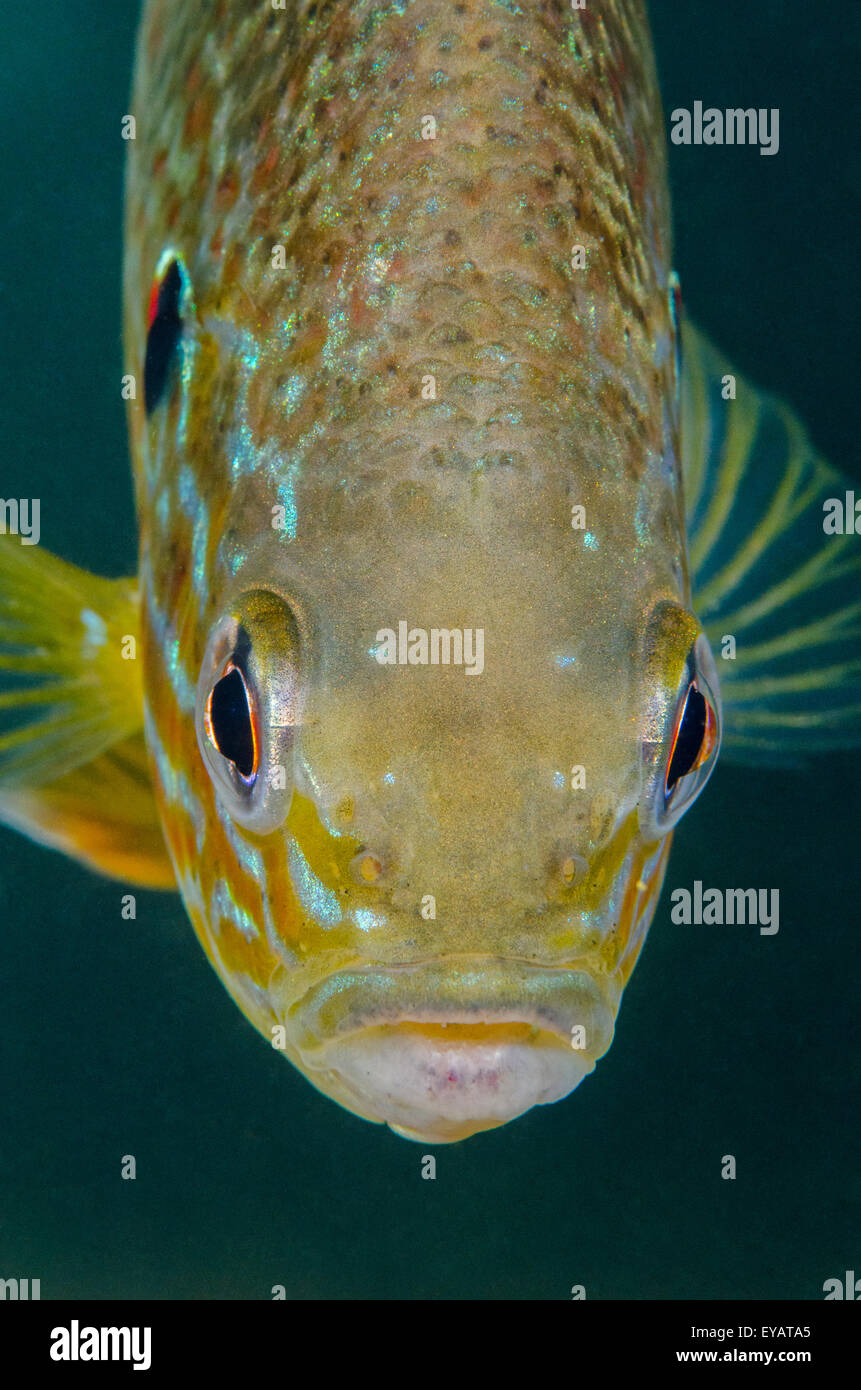 Close Up Freshwater Pumpkinseed Sunfish Stock Photos & Close Up ...