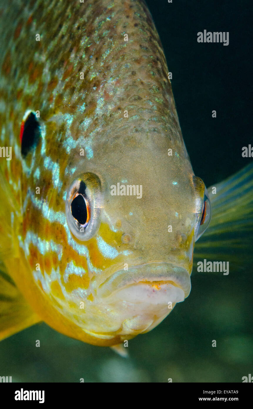Close up of a freshwater Pumpkinseed Sunfish underwater Stock Photo - Alamy