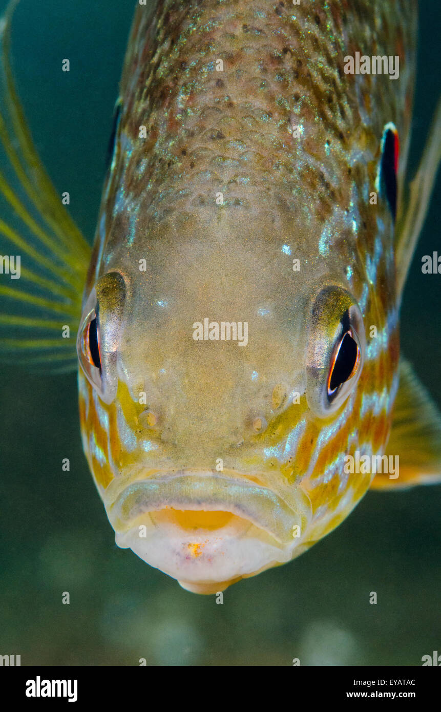 Close up of a freshwater Pumpkinseed Sunfish underwater Stock Photo - Alamy