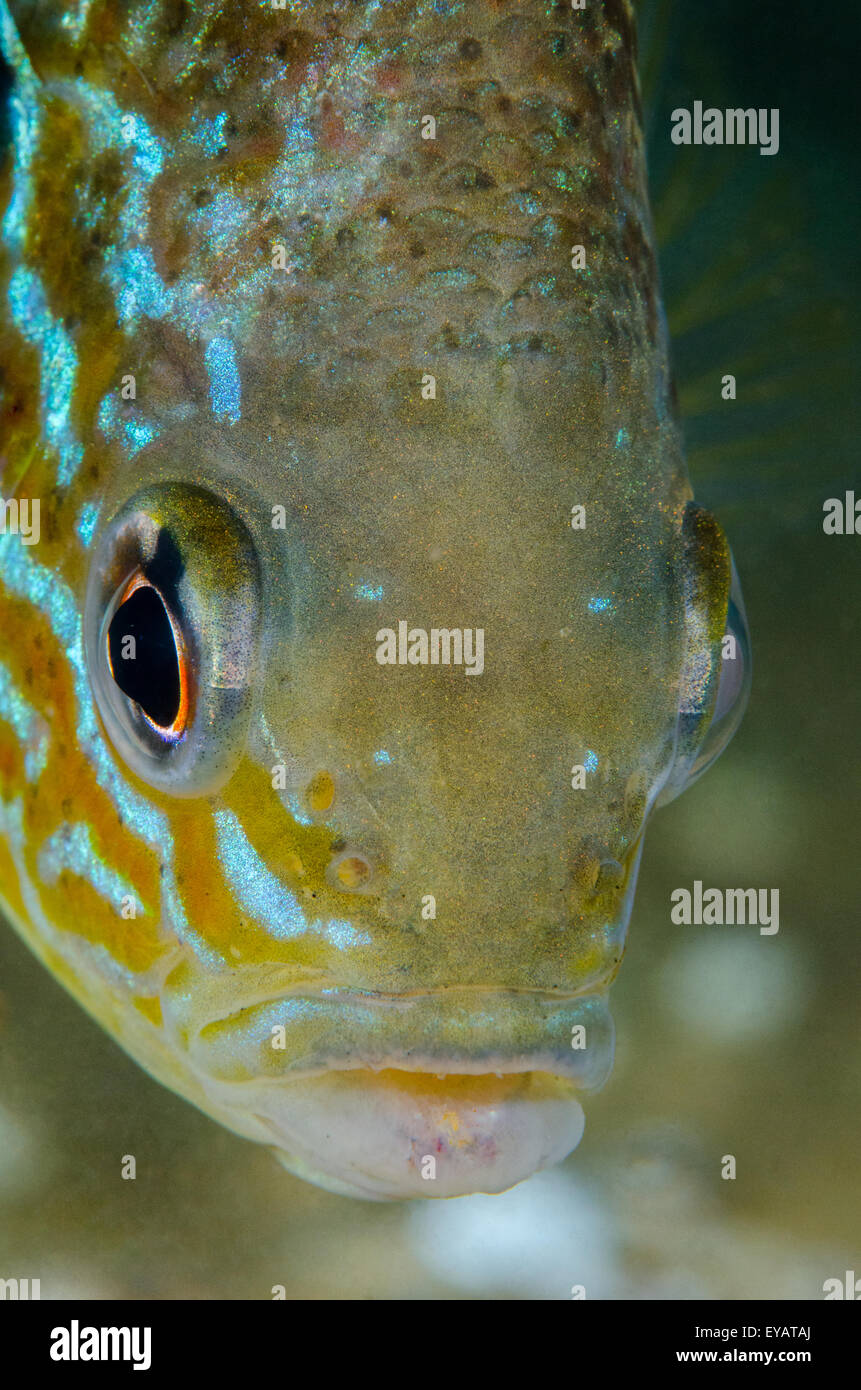 Close up of a freshwater Pumpkinseed Sunfish underwater Stock Photo - Alamy