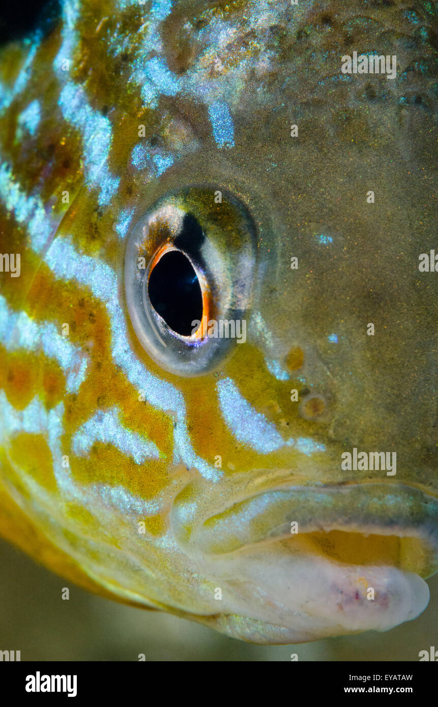 Close up of a freshwater Pumpkinseed Sunfish underwater Stock Photo - Alamy