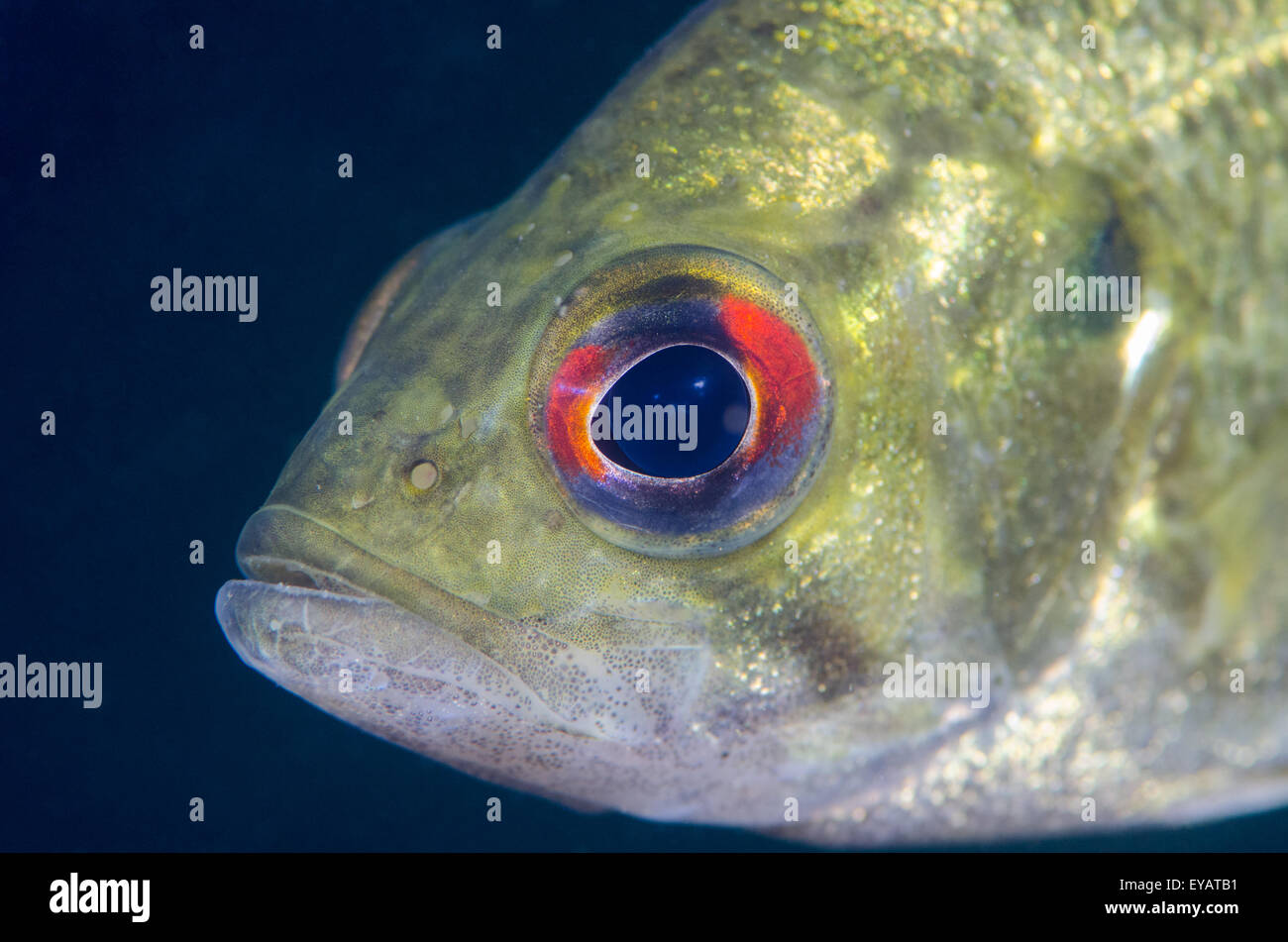 Rock Bass, Ambloplites rupestris close up underwater Stock Photo - Alamy