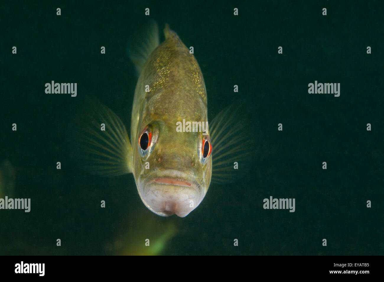 Rock Bass, Ambloplites rupestris close up underwater Stock Photo - Alamy