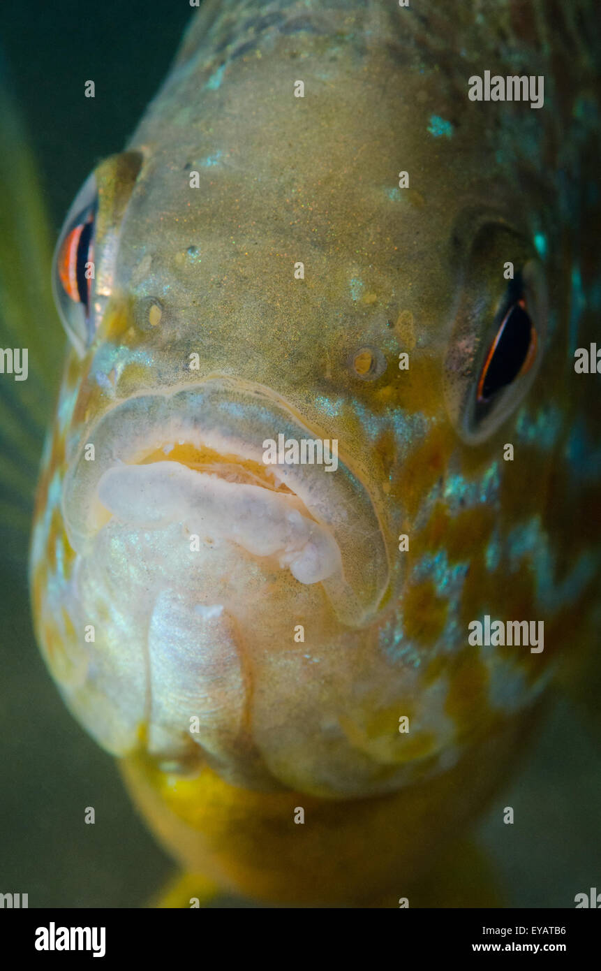 Close up of a freshwater Pumpkinseed Sunfish underwater Stock Photo - Alamy