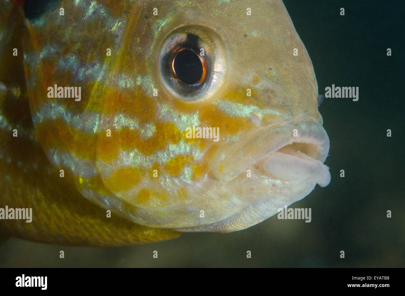 Close up of a freshwater Pumpkinseed Sunfish underwater Stock Photo - Alamy