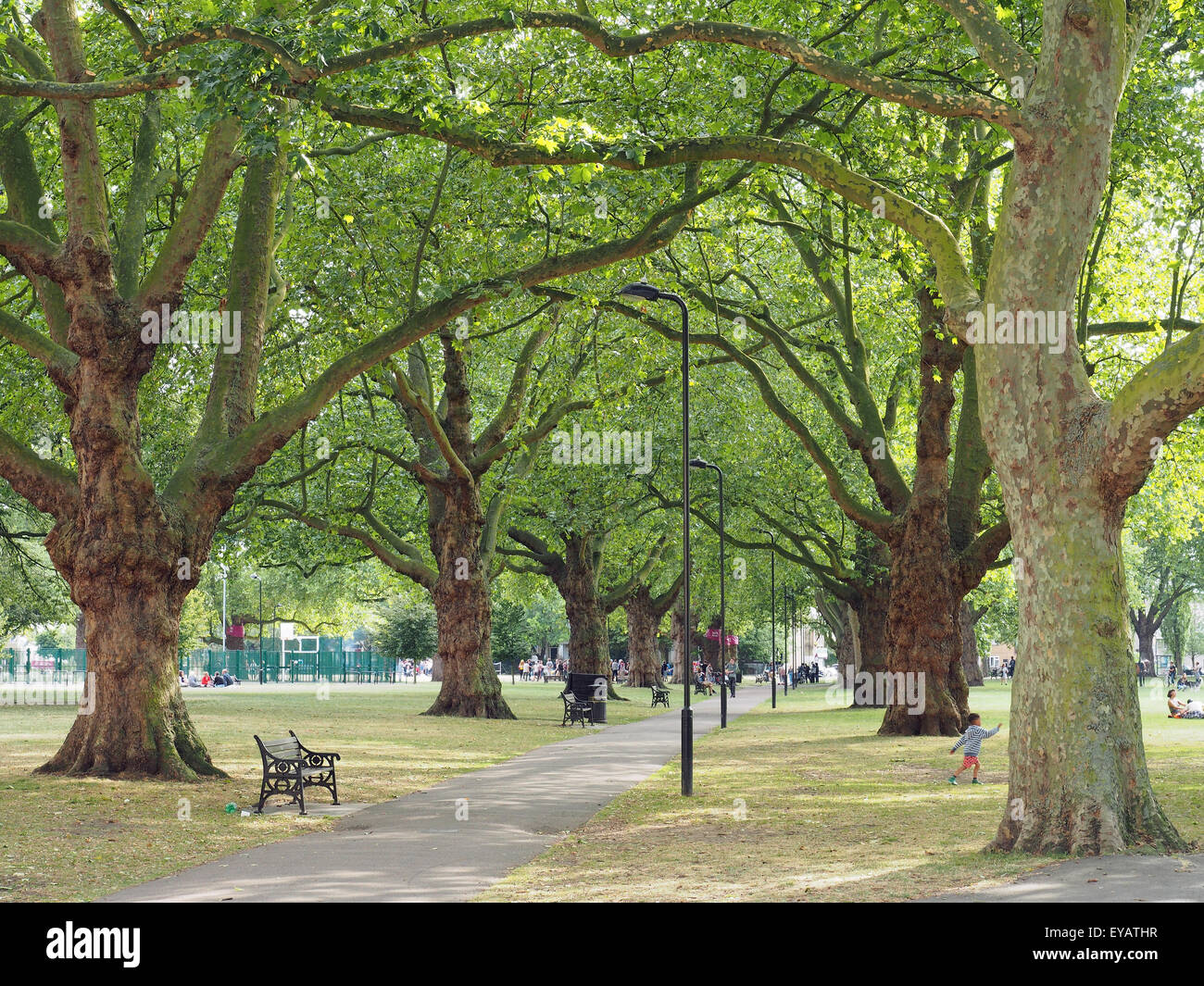 Pathway through tree lined park hi-res stock photography and images - Alamy