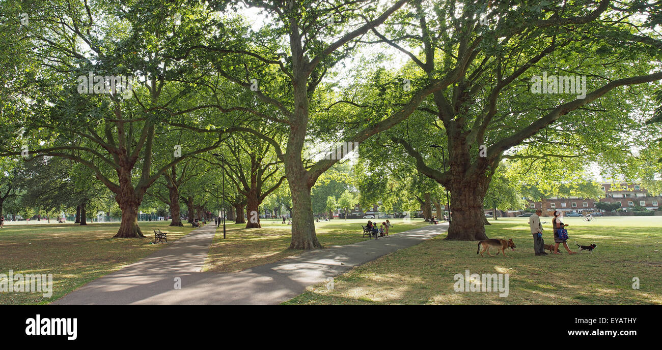 View of the avenue of trees in the park in London Fields Hackney UK ...