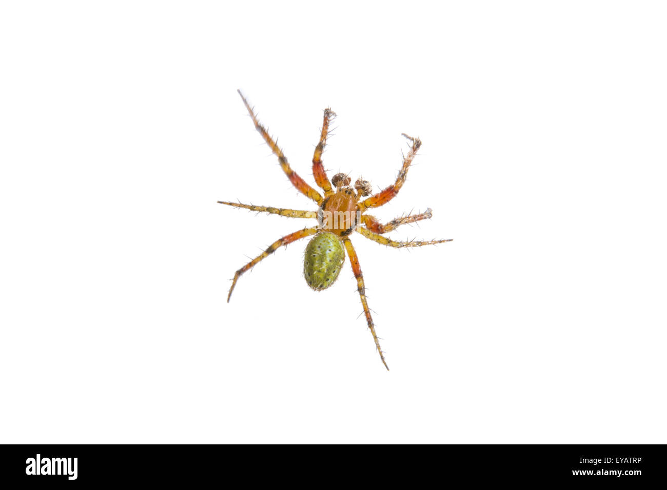 Rusty green spider isolated on a white background Stock Photo - Alamy