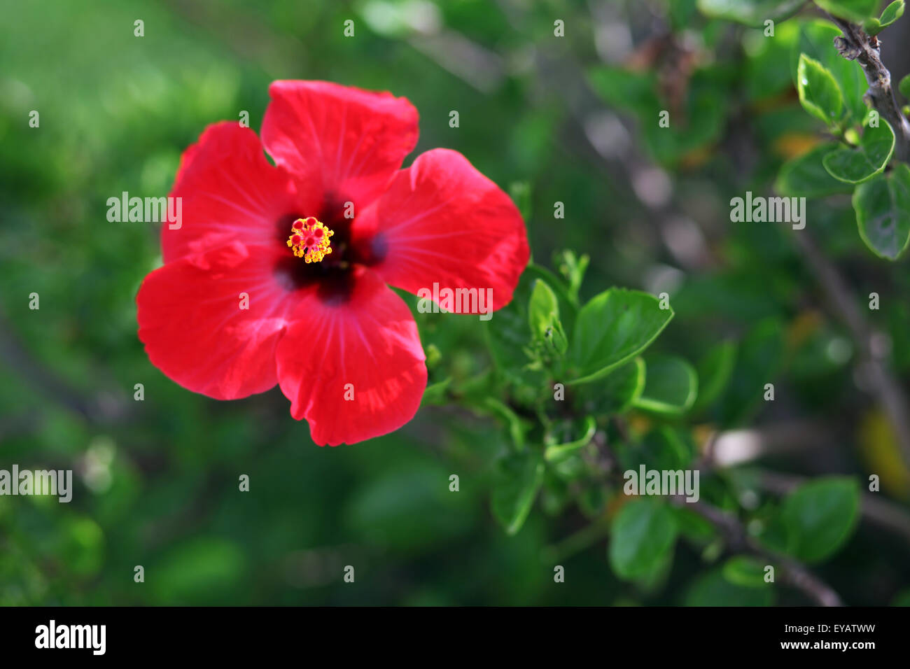 Single vivid wild hibiscus bloom Stock Photo - Alamy