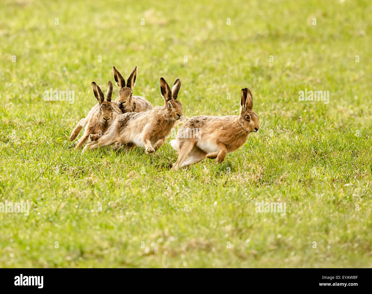 Three hares hi-res stock photography and images - Alamy