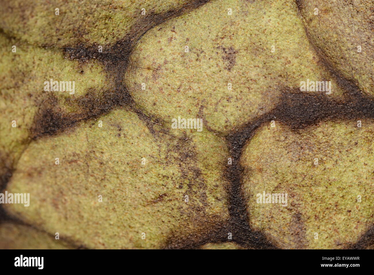 Apple skin hi-res stock photography and images - Alamy