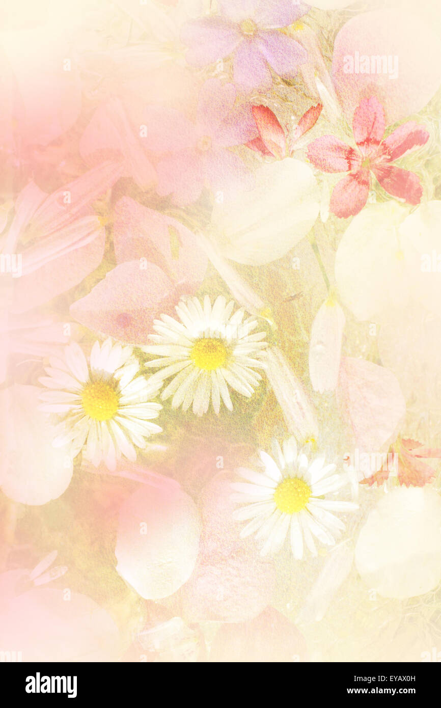 Beautiful summer flowers artistic background in cream, pink and yellow ...