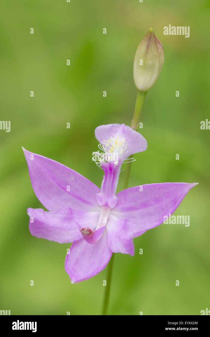 Grass pink calopogon tuberosus hi-res stock photography and images - Alamy