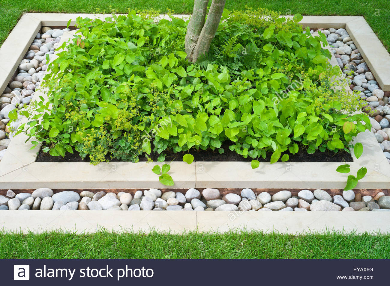 Underplanting Tree Stock Photos & Underplanting Tree Stock Images - Alamy
