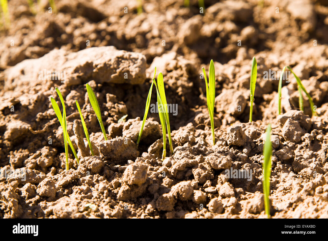 Bean sprouts planting hi-res stock photography and images - Alamy