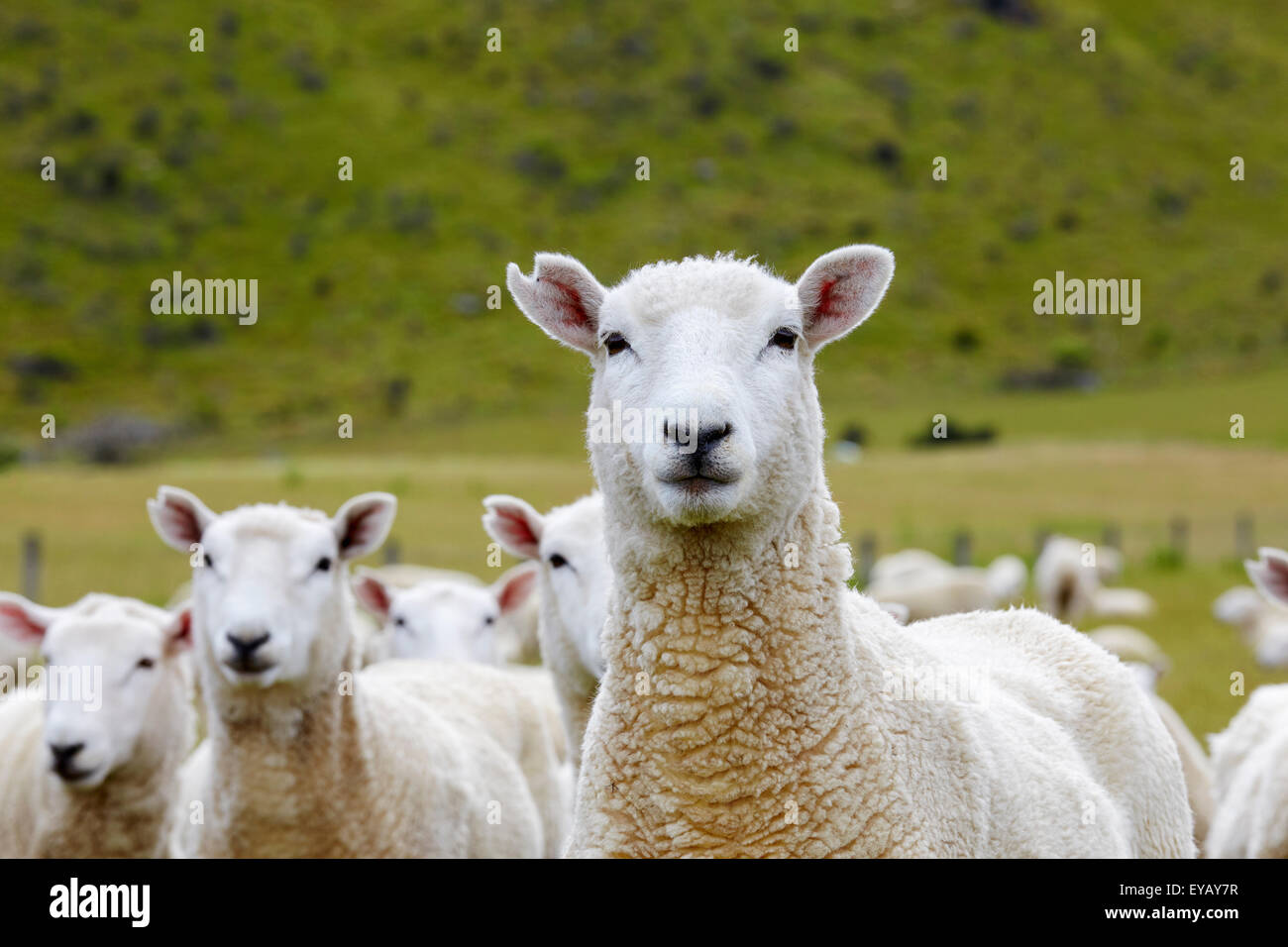 Sheep farm hi-res stock photography and images - Alamy