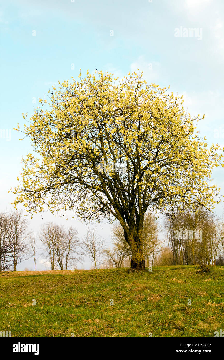 tree in summer Stock Photo - Alamy